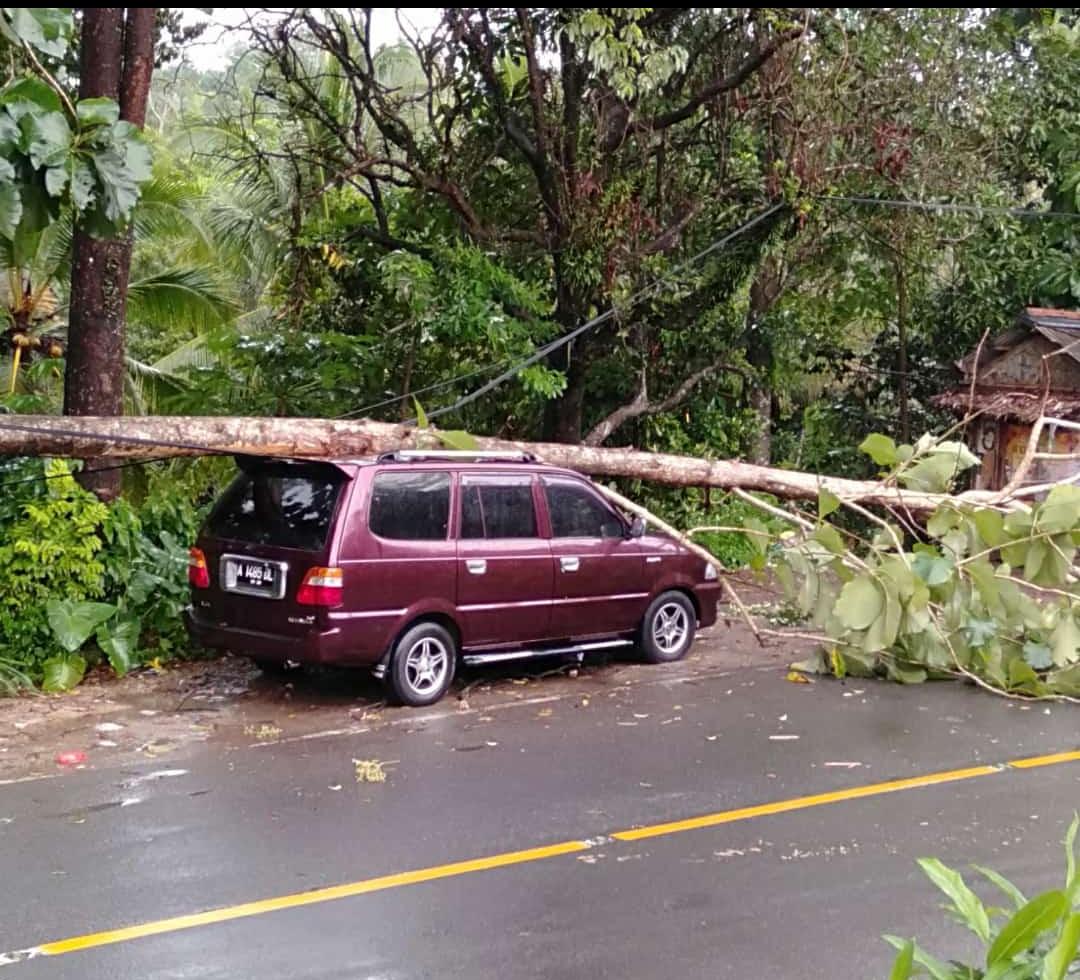 Sebuah Mobil yang Sedang Parkir Tertimpa Pohon - Bingar.id Sebuah Mobil yang Sedang Parkir Tertimpa Pohon - Bingar.id